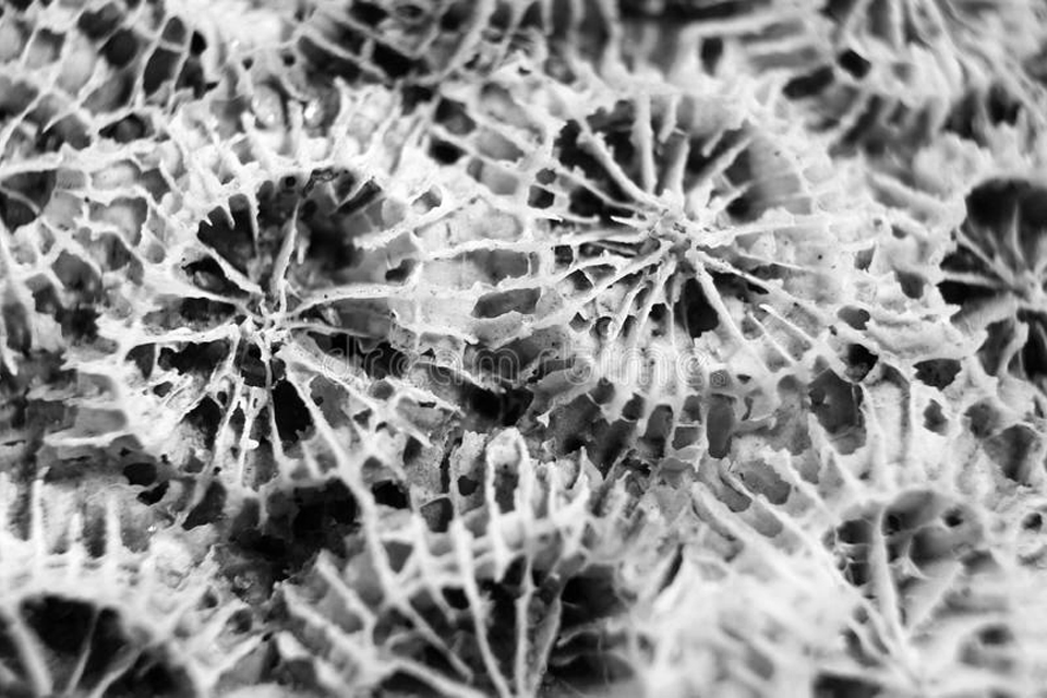 PRINCIPIOS BÁSICOS DE LAS ESTRUCTURAS NATURALES - ESTRUCTURA AUTO ...