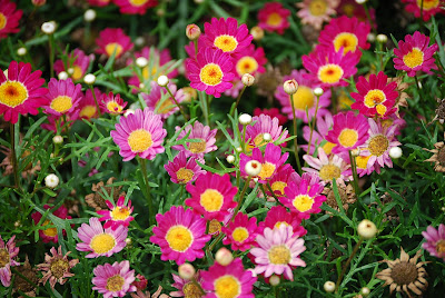 The Peterson Party: F is for Flower