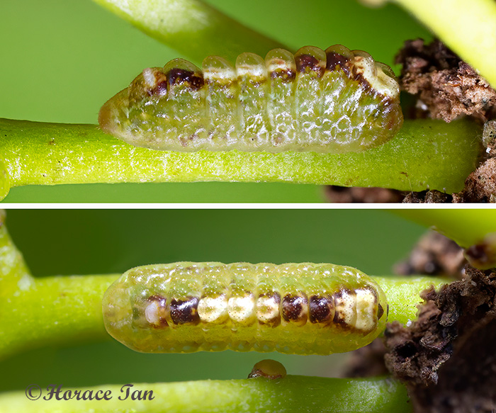 Butterflies of Singapore: Life History of the Banded Royal