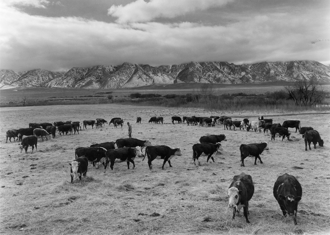 ARS PHOTOGRAPHICA: Ansel Adams - Cattle in south farm, Manzanar ...
