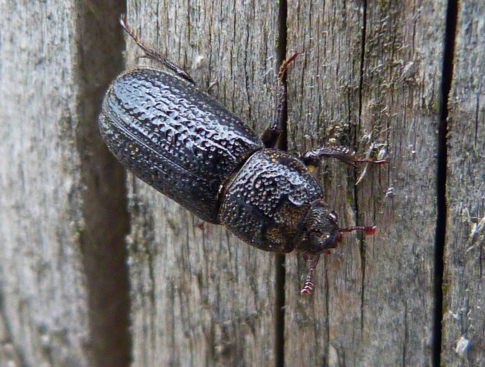 Insects of Scotland: Other Beetles