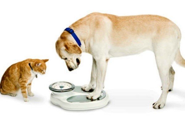 Clínica Veterinária de Santo André: julho 2015