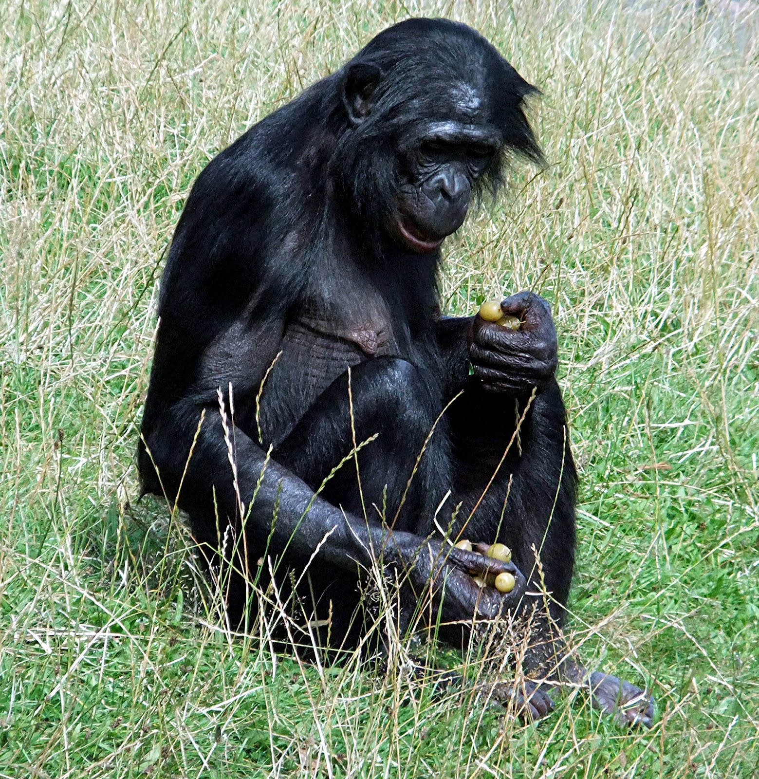 ShukerNature: THE BONOBO OR PYGMY CHIMPANZEE - A NEW APE, INCOGNITO