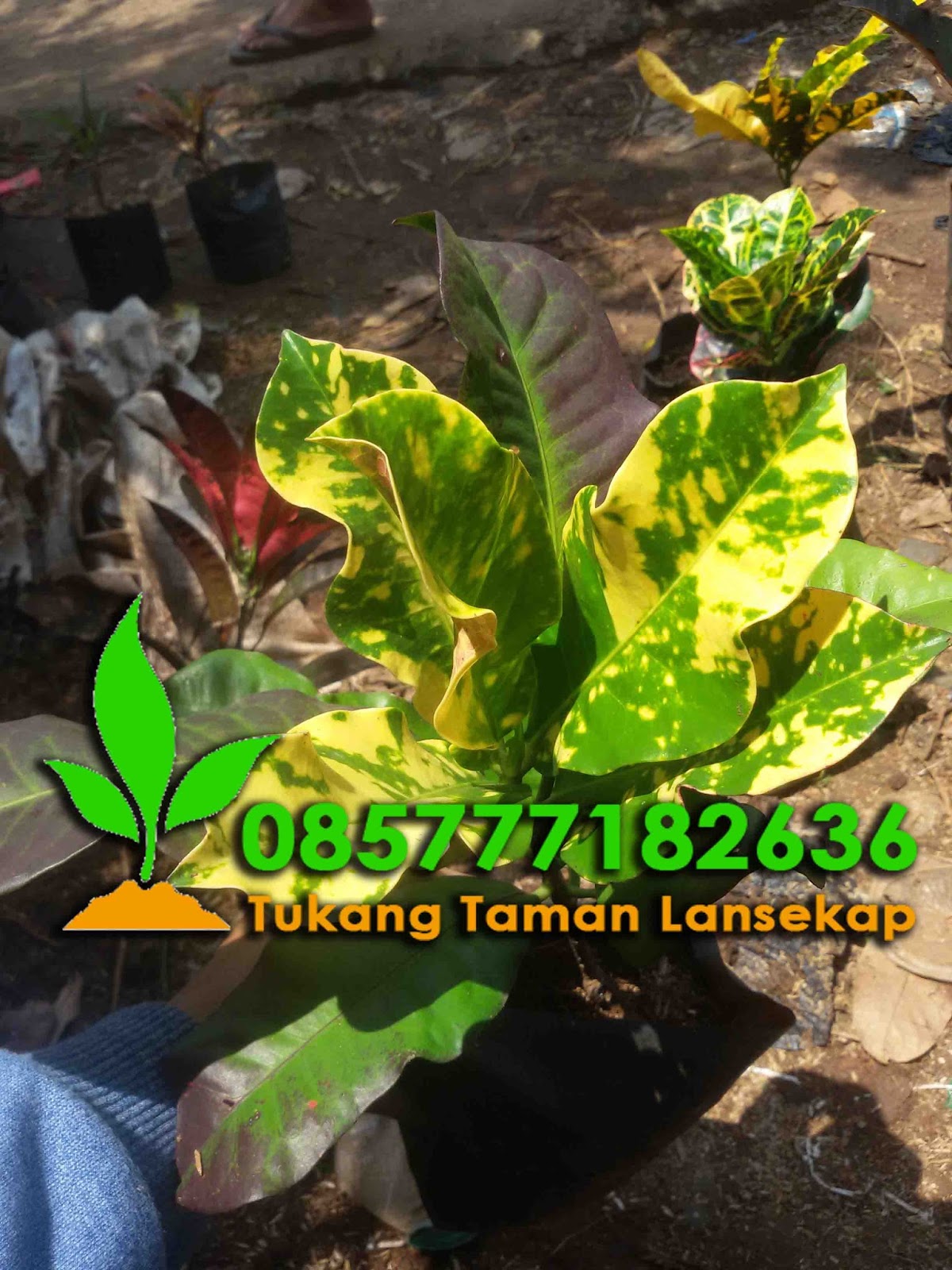 JUAL TANAMAN PURING | MACAM-MACAM POHON PURING | JENIS TANAMAN PURING ...