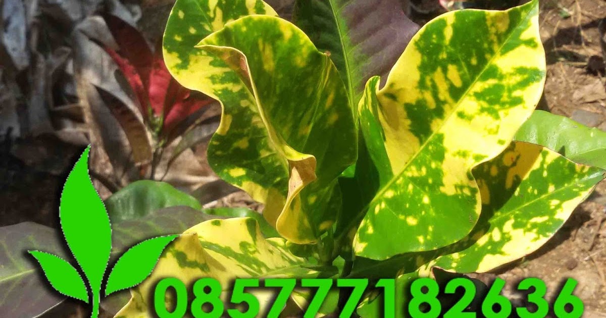 JUAL TANAMAN PURING | MACAM-MACAM POHON PURING | JENIS TANAMAN PURING ...