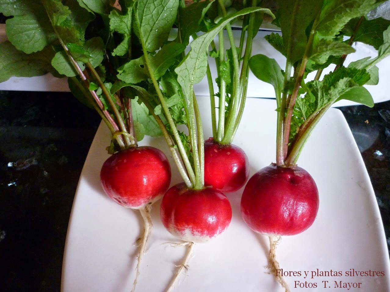 Flores y plantas silvestres: " Raphanus sativus ". Rábano, Rabanillo ...