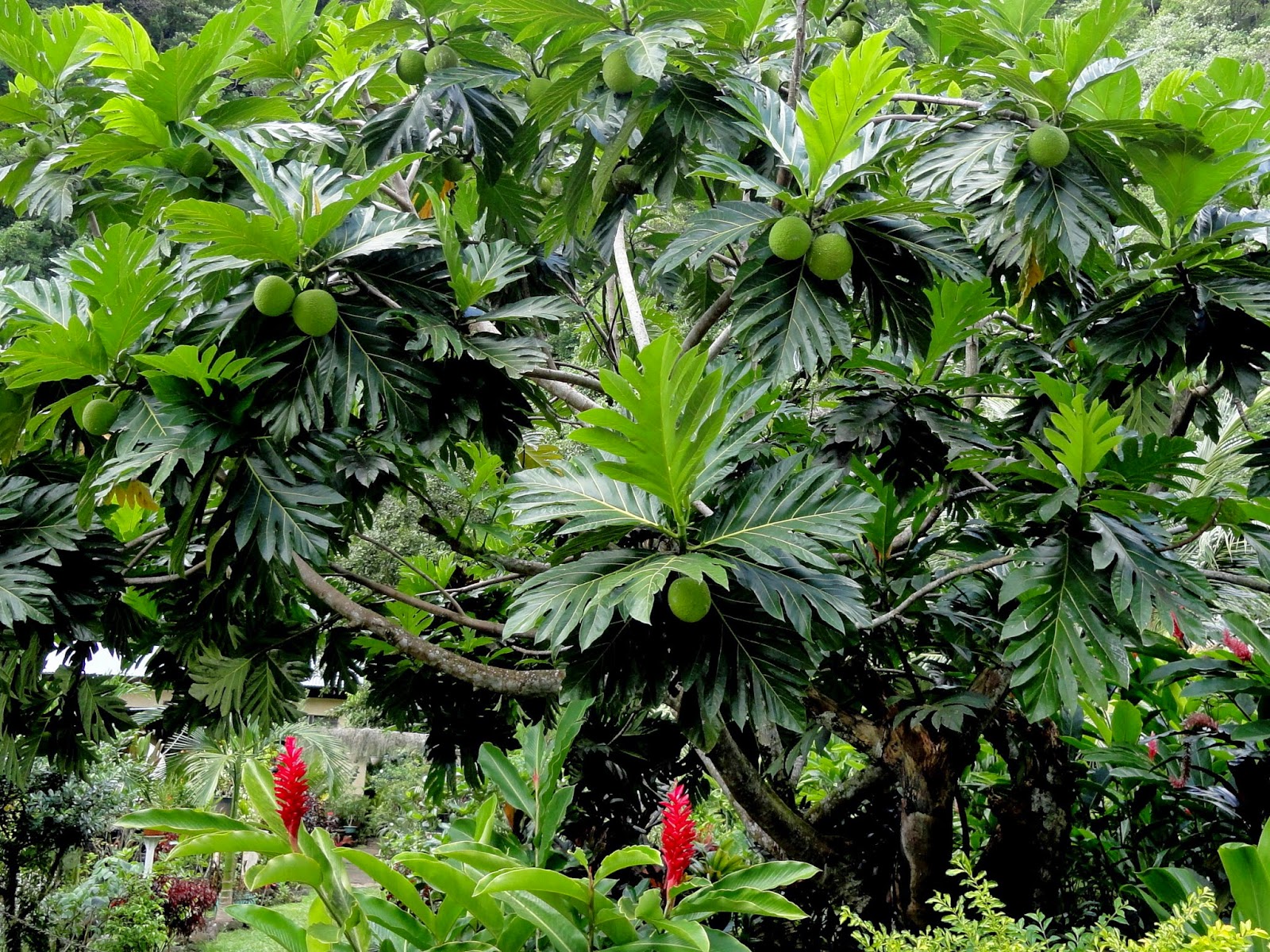 Dans les yeux de Tao...: Uru et Papaye