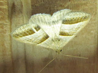 Colombia más que biodiversidad: algunos insectos