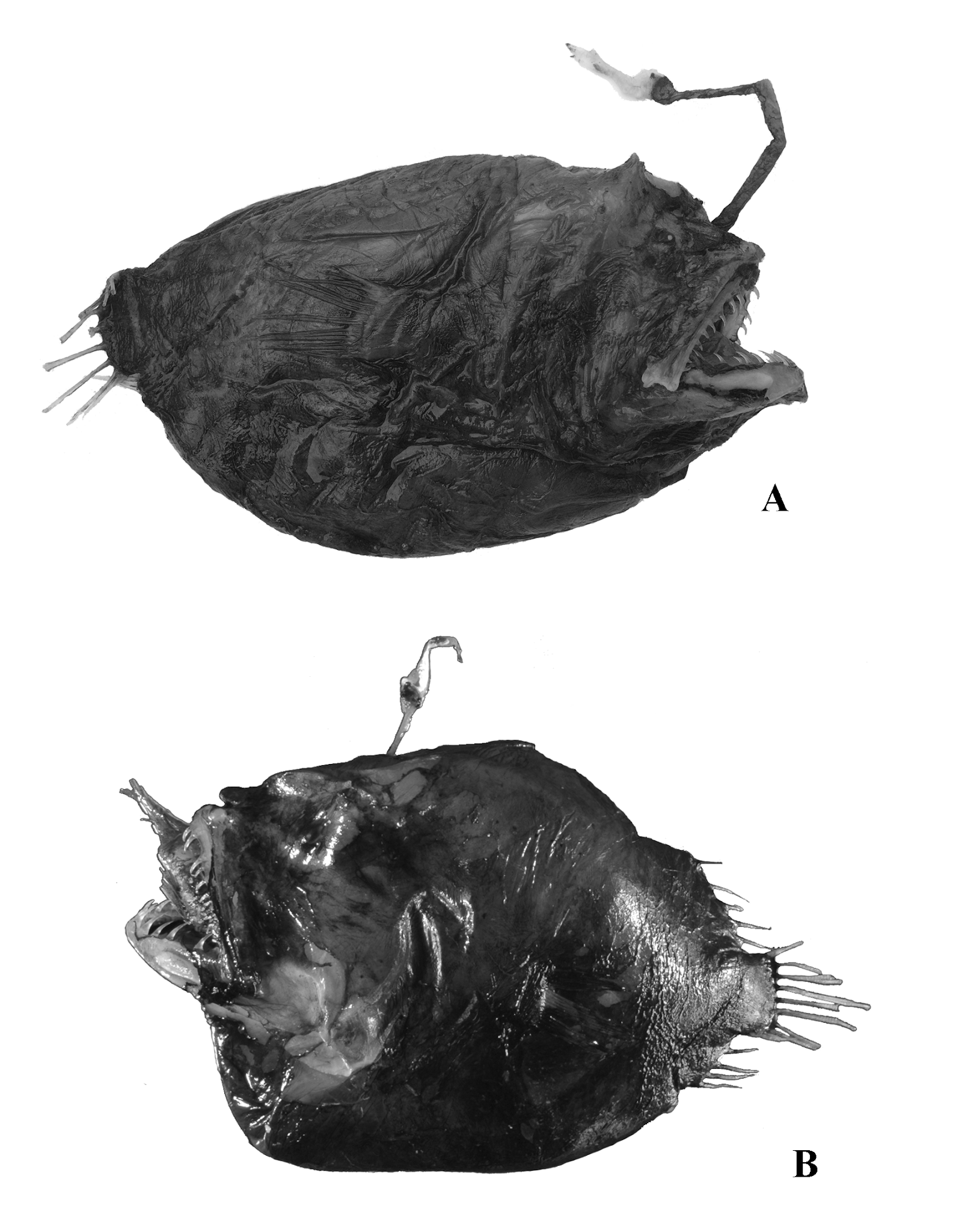 Artes de Pesca: ACTINOPTERYGII