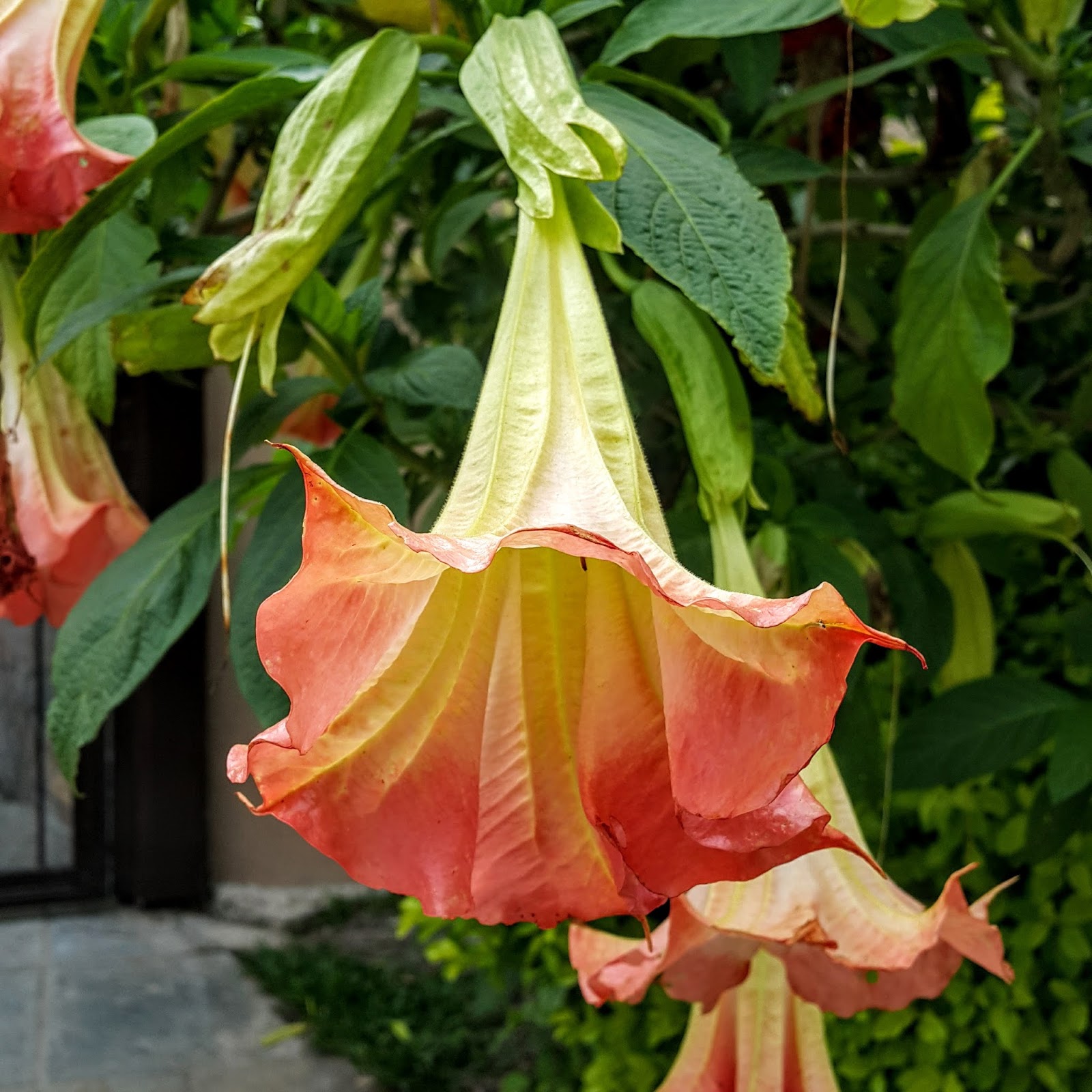 "Verdade//aspas" : 👪 Solanaceae (Datura suaveolens)