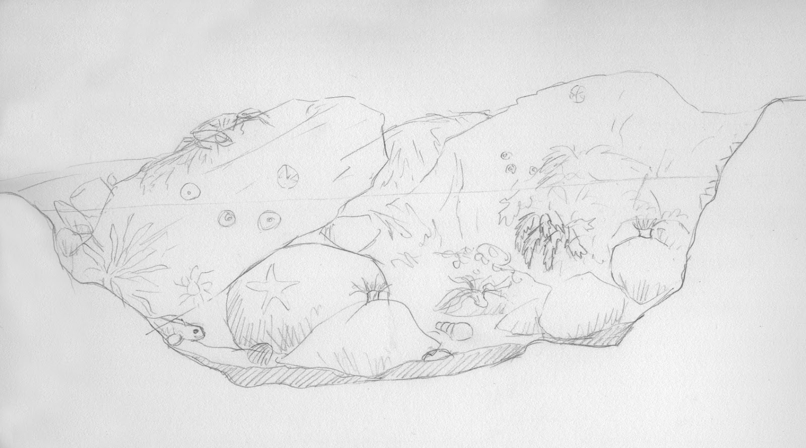 Diary of a zoo illustrator: Delving into the rockpool