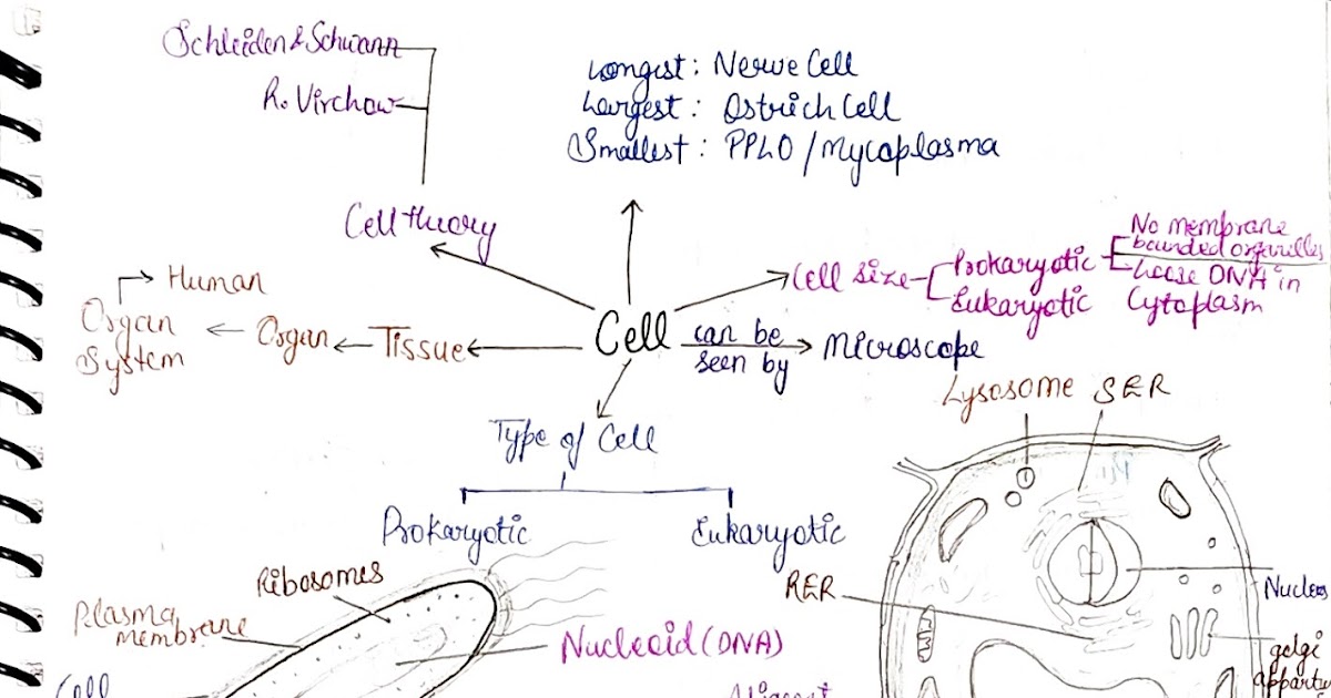 class 9 notes biology cell