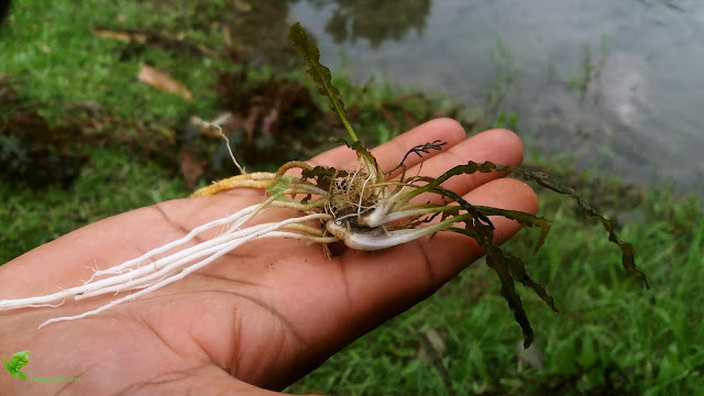 NATIVE AQUATIC: Cryptocoryne retrospiralis