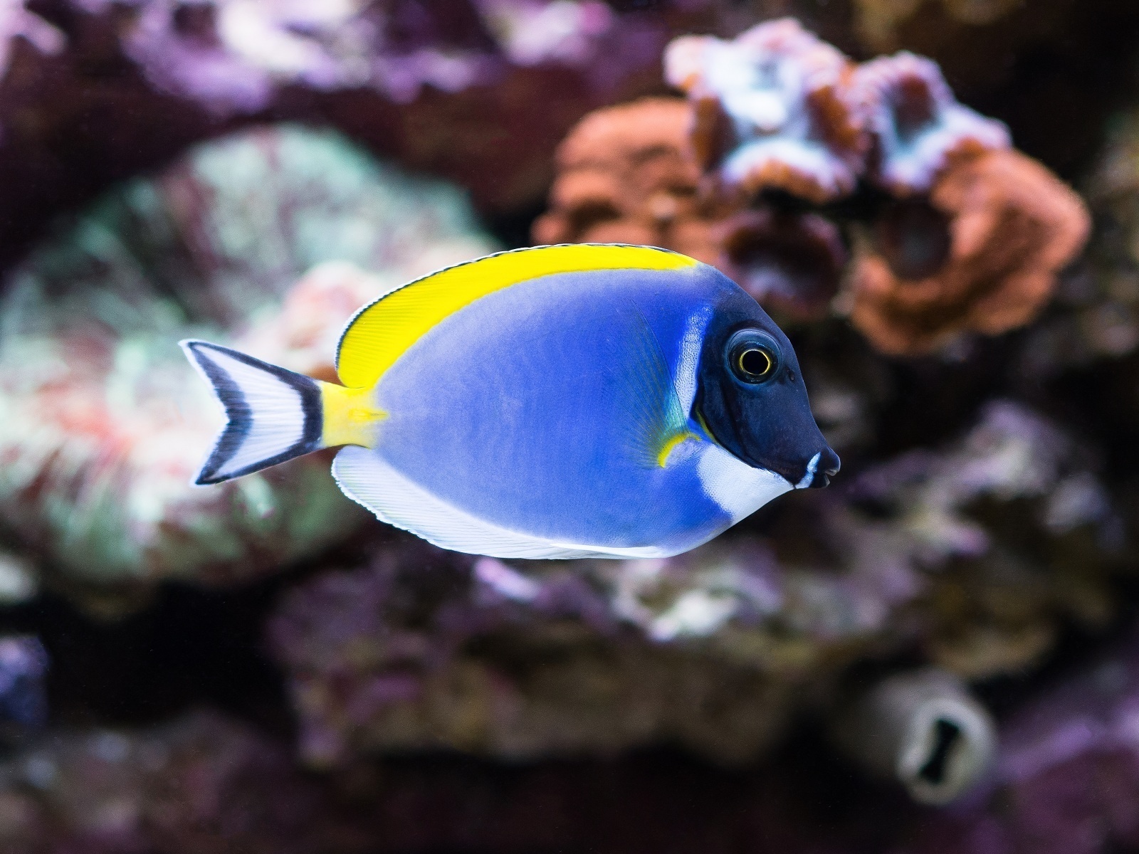 Fotografías de distintas clases de peces raros