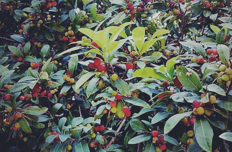 काफल | काफल एक औषधीय पेड़ | Kafal ( Myrica esculenta ) | ParnassiansCafe