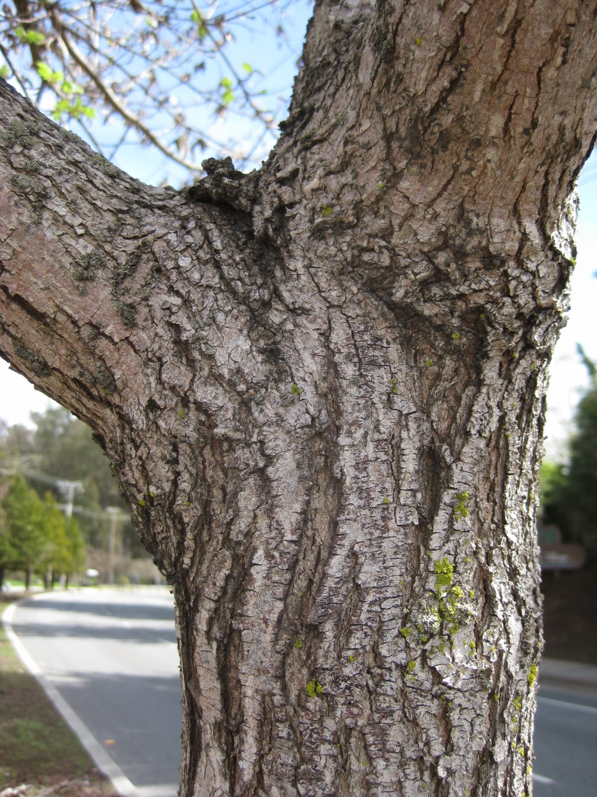 Trees of Santa Cruz County: Acer campestre - Hedge Maple