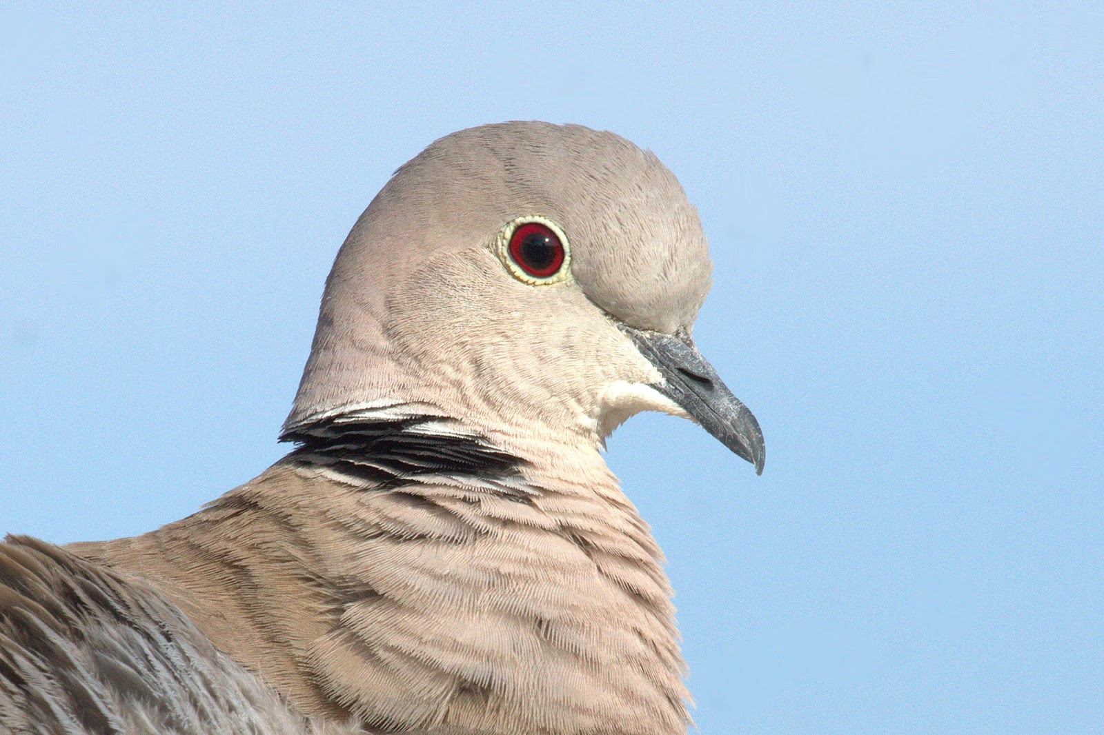 QUADERN DE NATURA: AUS DES DE CASA 3: LA TÓRTORA TURCA