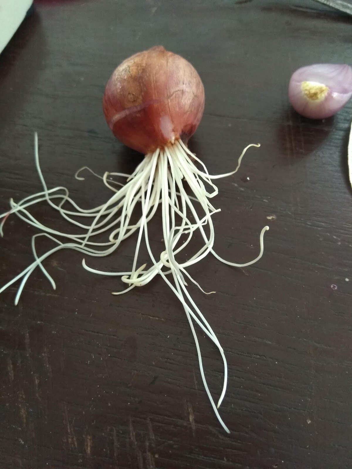 Praktikum Pengamatan Akar Bawang Merah Kelas XI MIA - Kelas Biologi ...