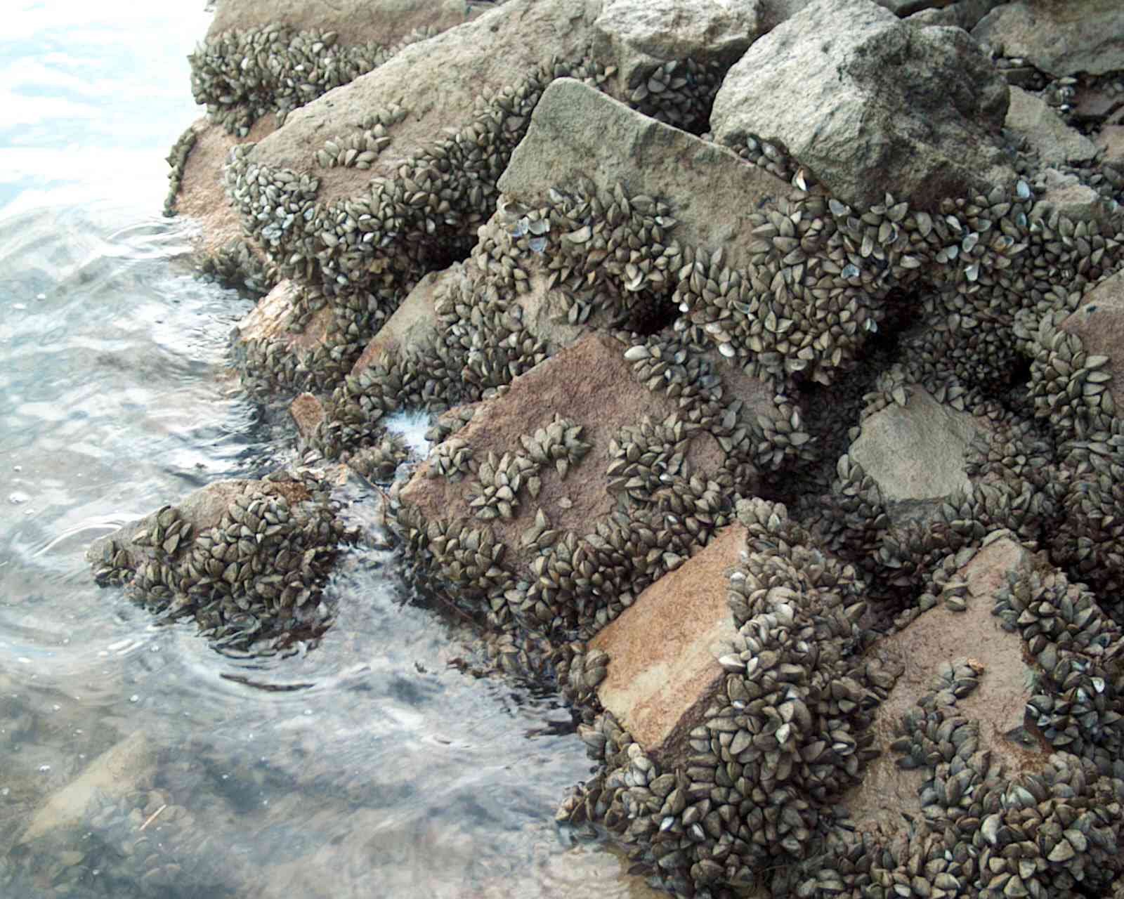 FAUNA IBERICA SALVAJE: INVASIÓN DEL MEJILLÓN CEBRA