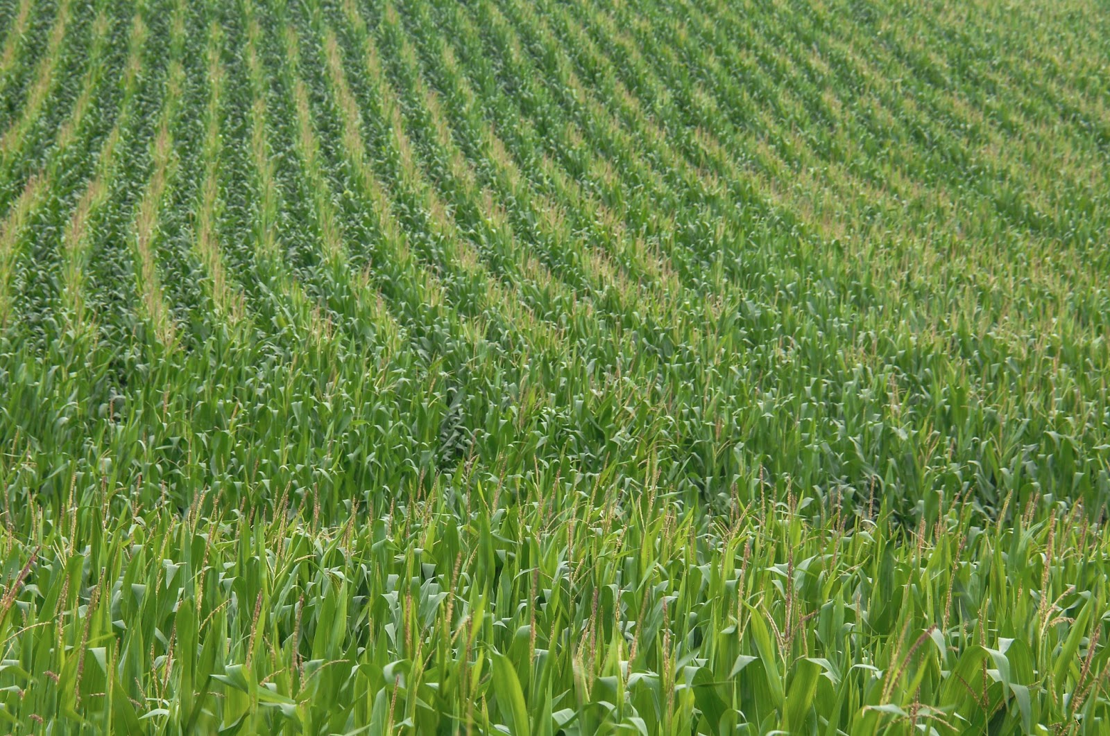 Bailey's Buddy: Crop rows defining the rural landscape Photos by Bob Kelly