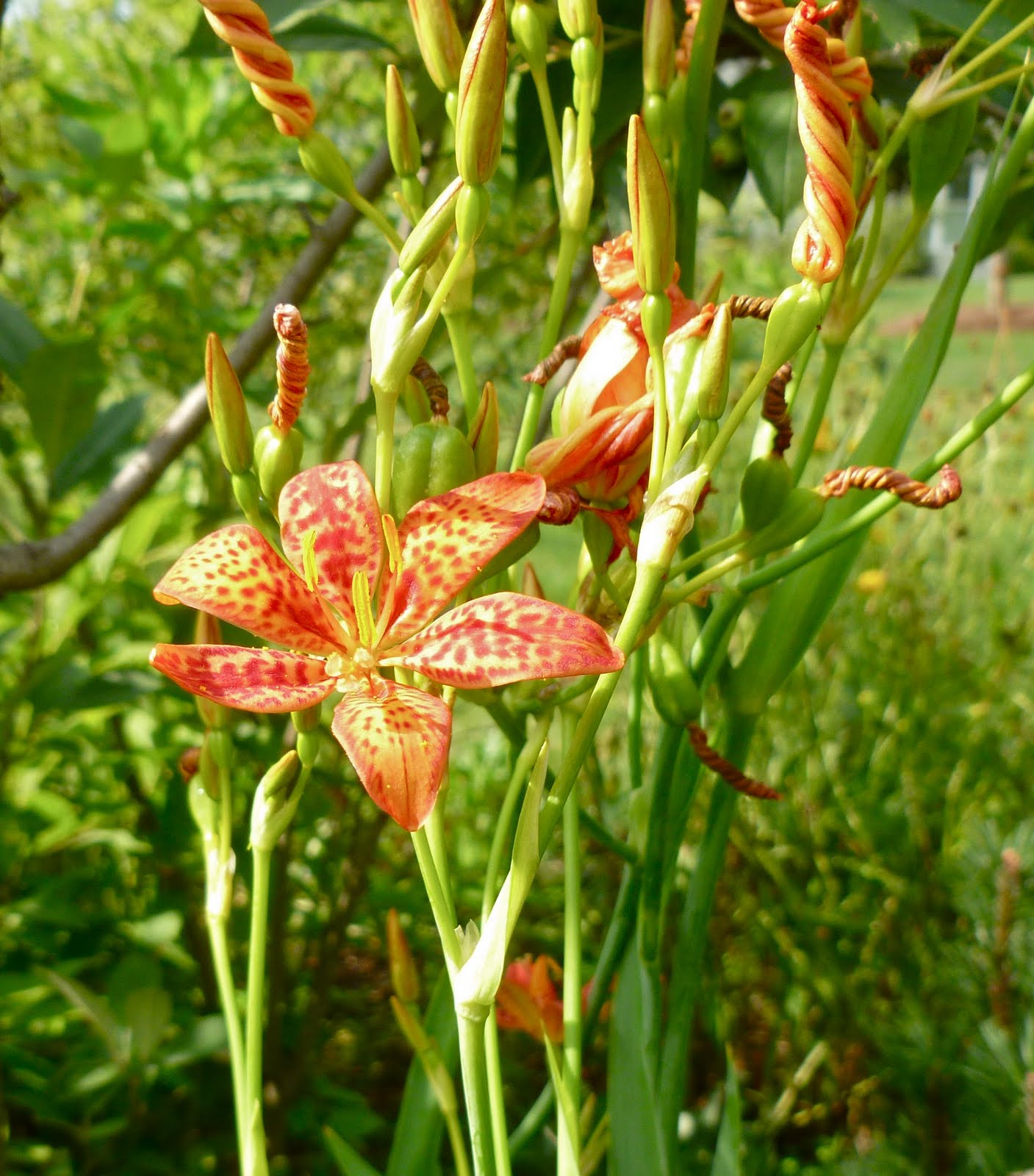 Plant Inventory at 20 Timothy : Pardancanda / Candy Lily
