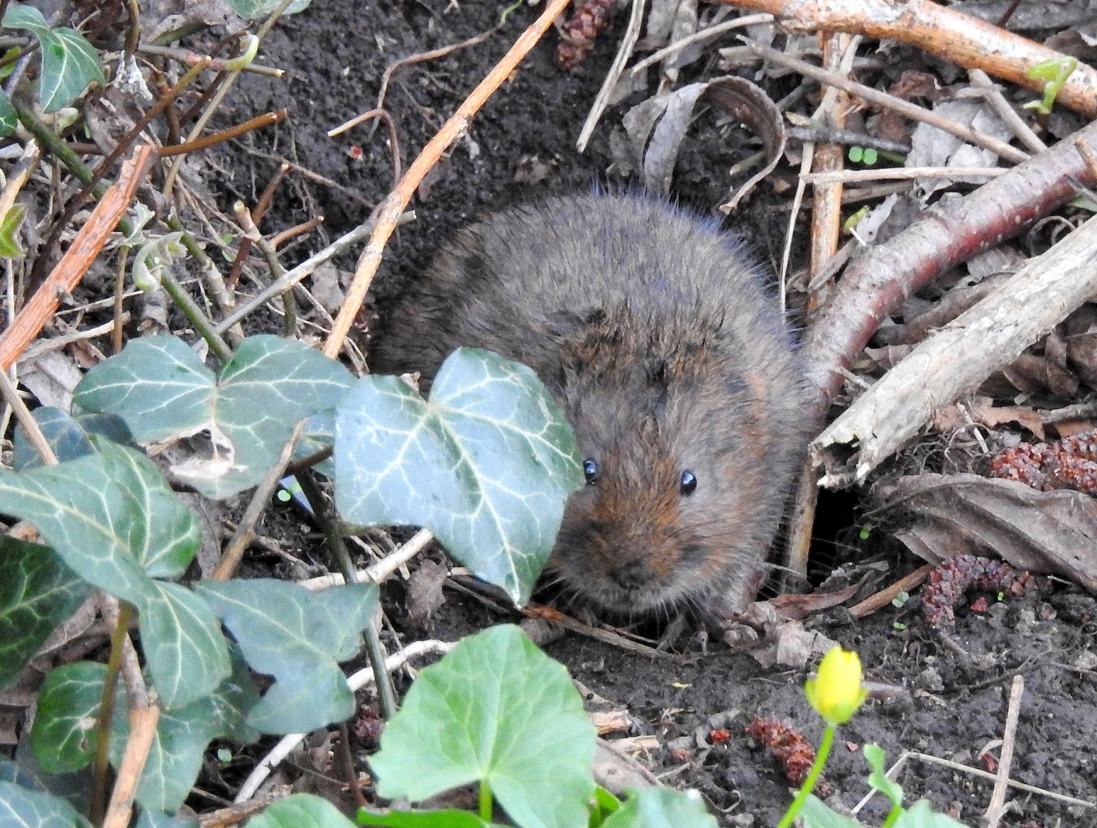 About a Brook: Burrow-based Vole