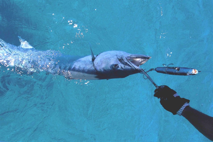 TopWaterGame: Fish Species that we Love - Barracuda