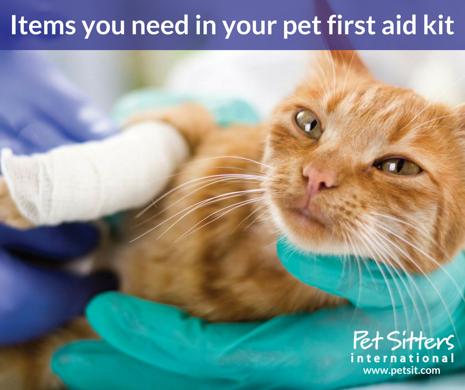 Items You Need In Your Pet First Aid Kit The Loudon Pet Sitting Company items-you-need-in-your-pet-first-aid-kit-the-loudon-pet-sitting-company