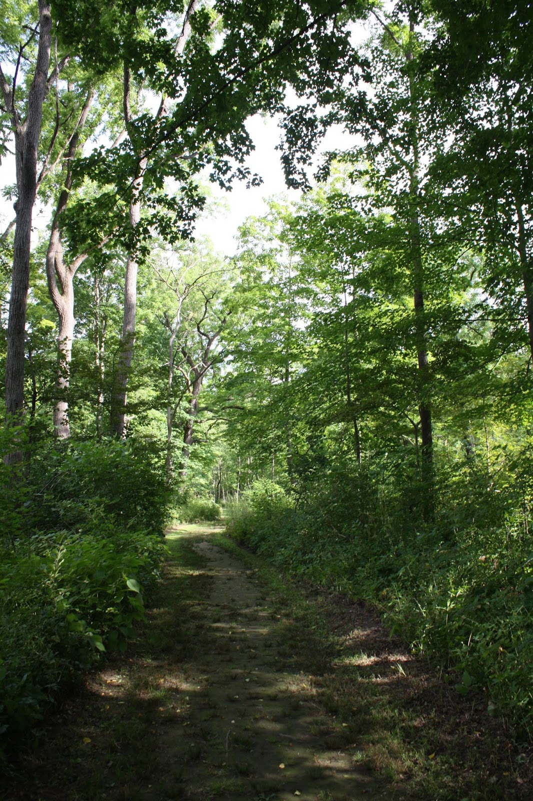 A Little Time and a Keyboard: Summer Afternoon Enjoying Petrifying ...