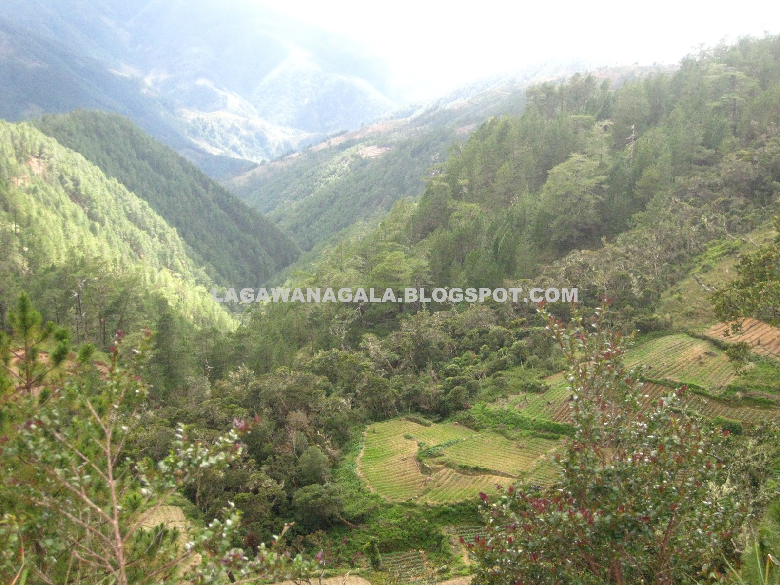 LAGAWAN: MT. PULAG - AMBANGEG TRAIL