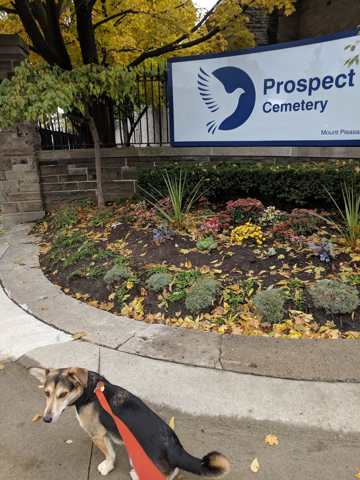 Matthew Gordon Books: Prospect Cemetery Before Remembrance Day