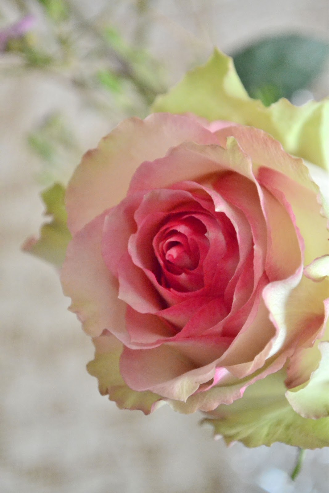 Jennelise: Fresh Roses