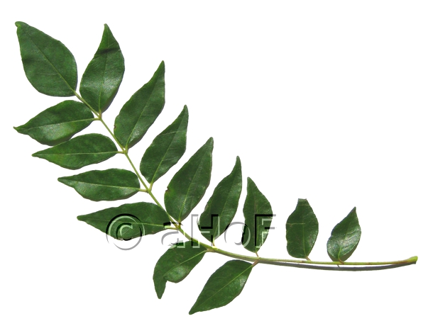 A Harmony of Flavors: Curry Leaf is Great in Indian Cuisine