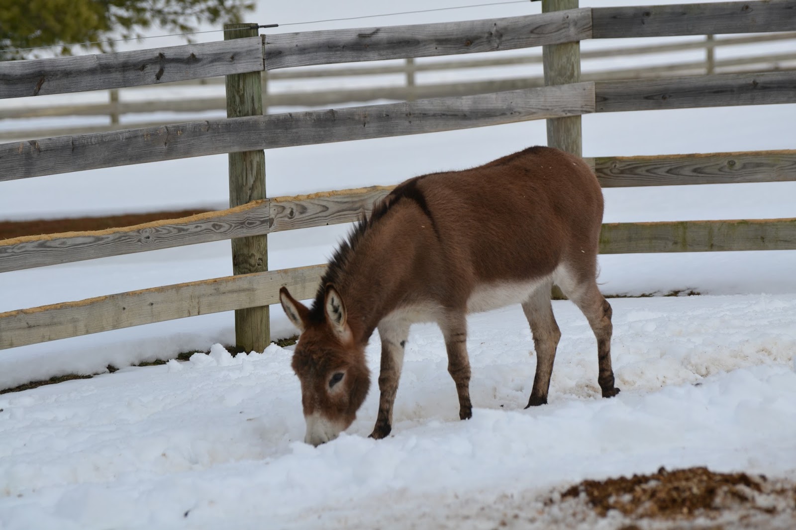 The Donkeys Stretch Their Legs