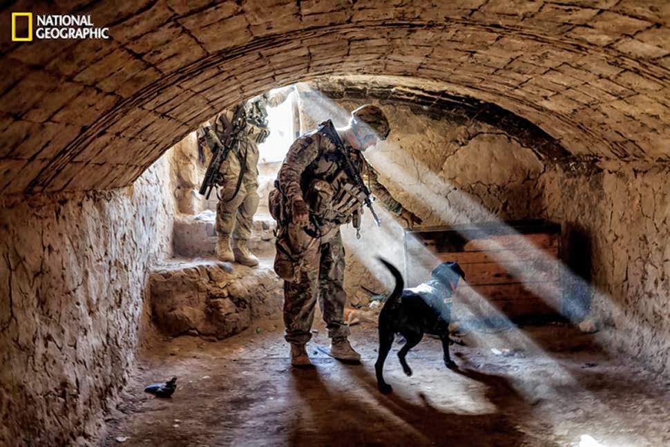 National Geographic destaca a los perros militares que son utilizados ...