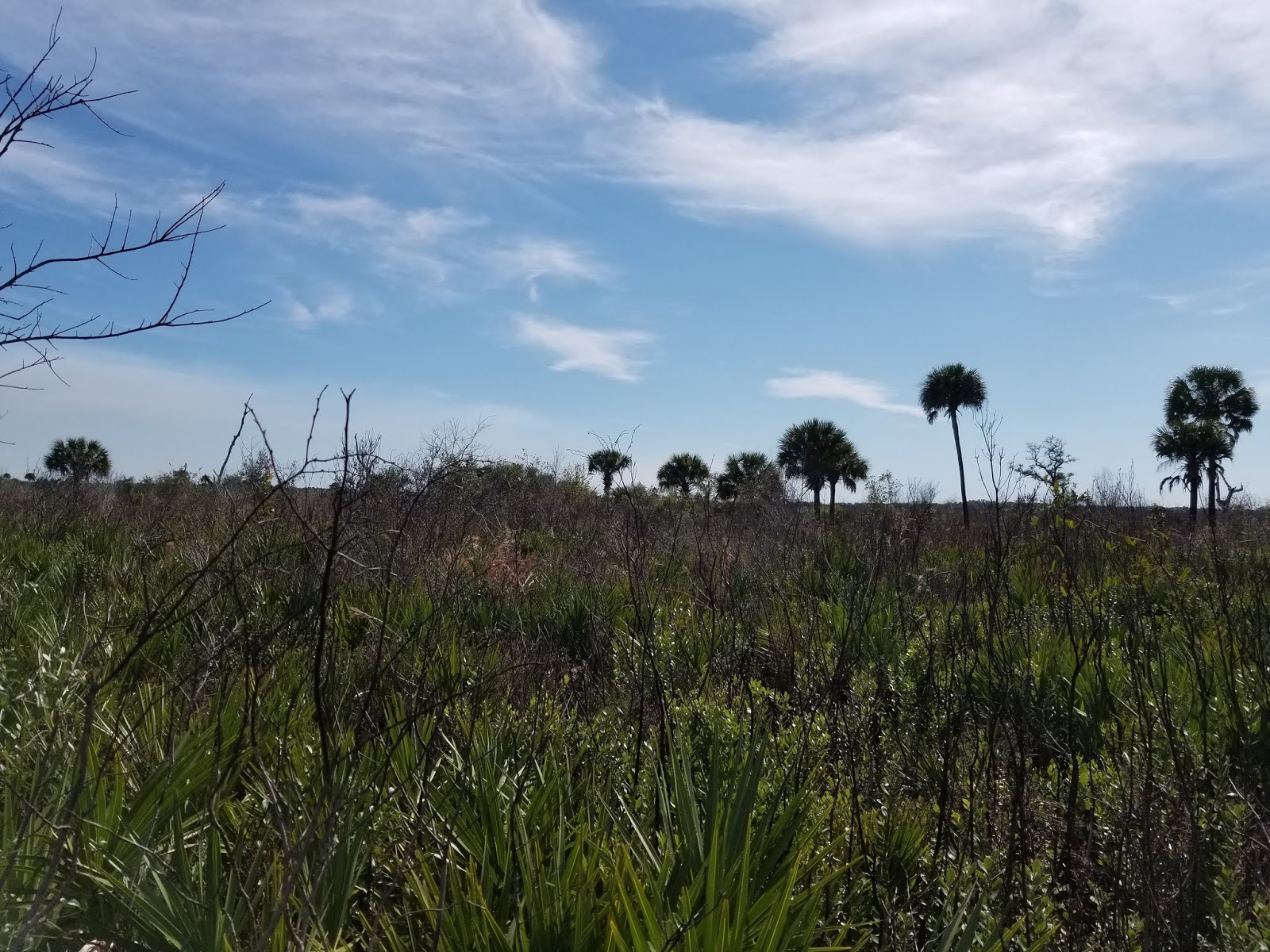 Day Hiker Series - Exploring Myakka state park