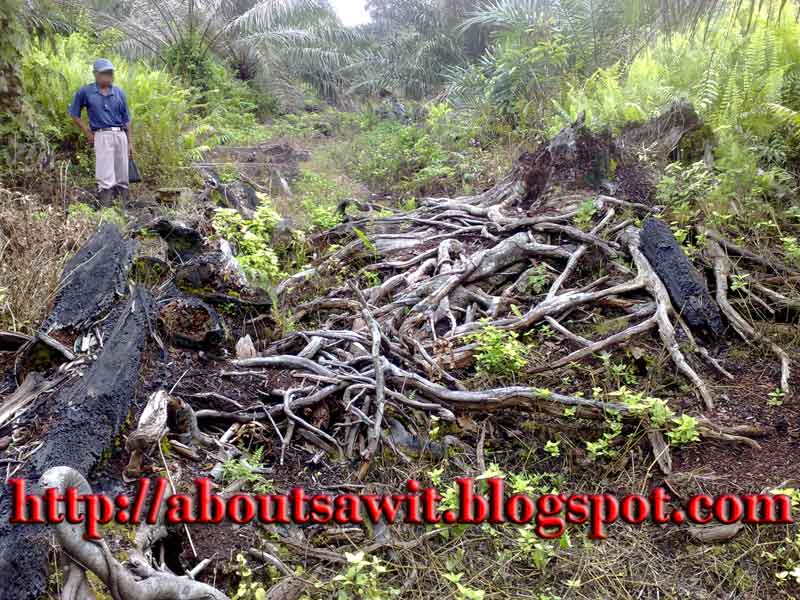 ALL ABOUT SAWIT: LAND CLEARING