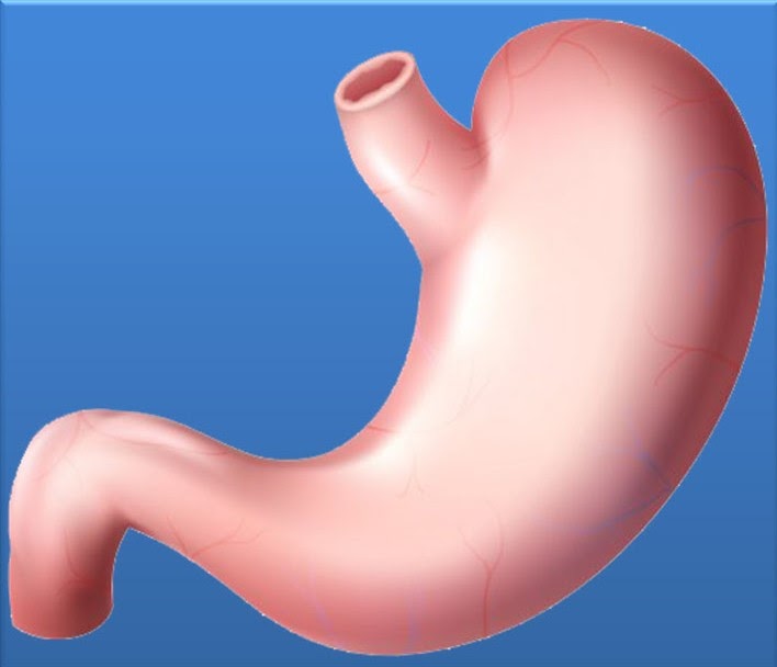 Estómago ~ Biopsicosalud