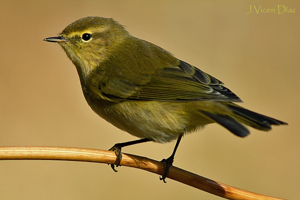 Mosquitero común (Phylloscopus collybita)