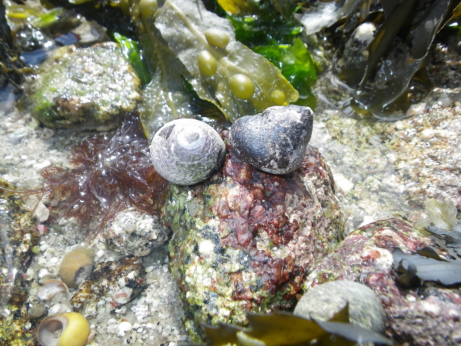 Rock Pooling: Rocky Shore- Isles of Scilly