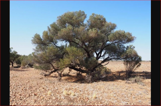 7 hardest wood in the world - CARPENTER BLOG