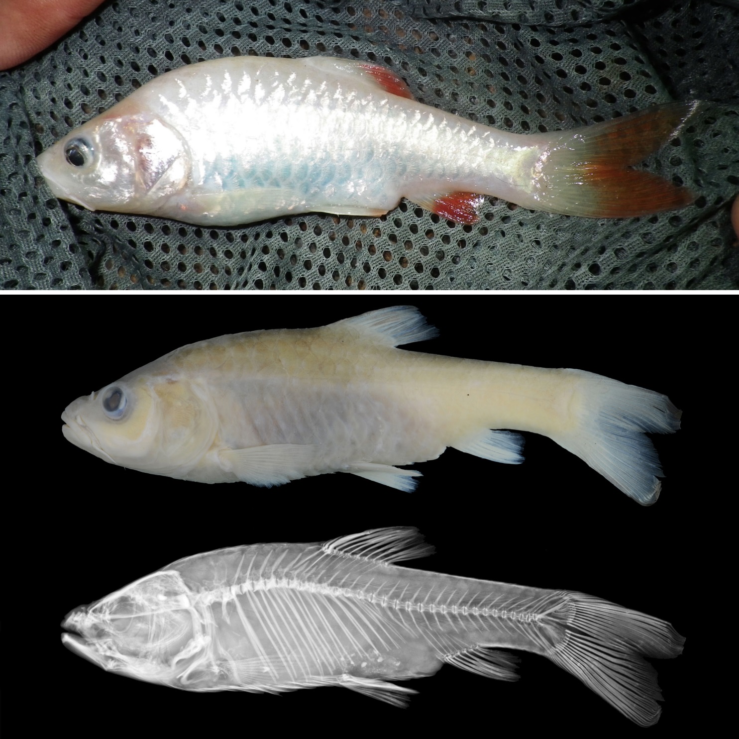Species New to Science: [Ichthyology • 2021] Barbodes pyrpholeos • A ...