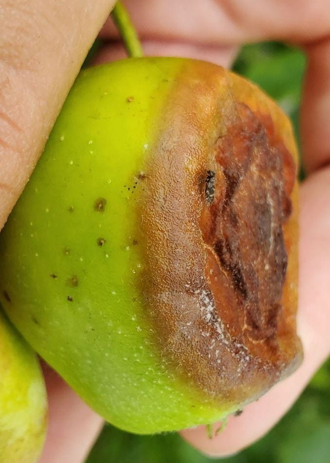 Protection of Apple Fruit from Bitter Rot
