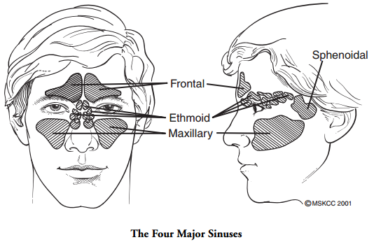 Medical Treatment Pictures-for Better Understanding: Nasal Cavity ...