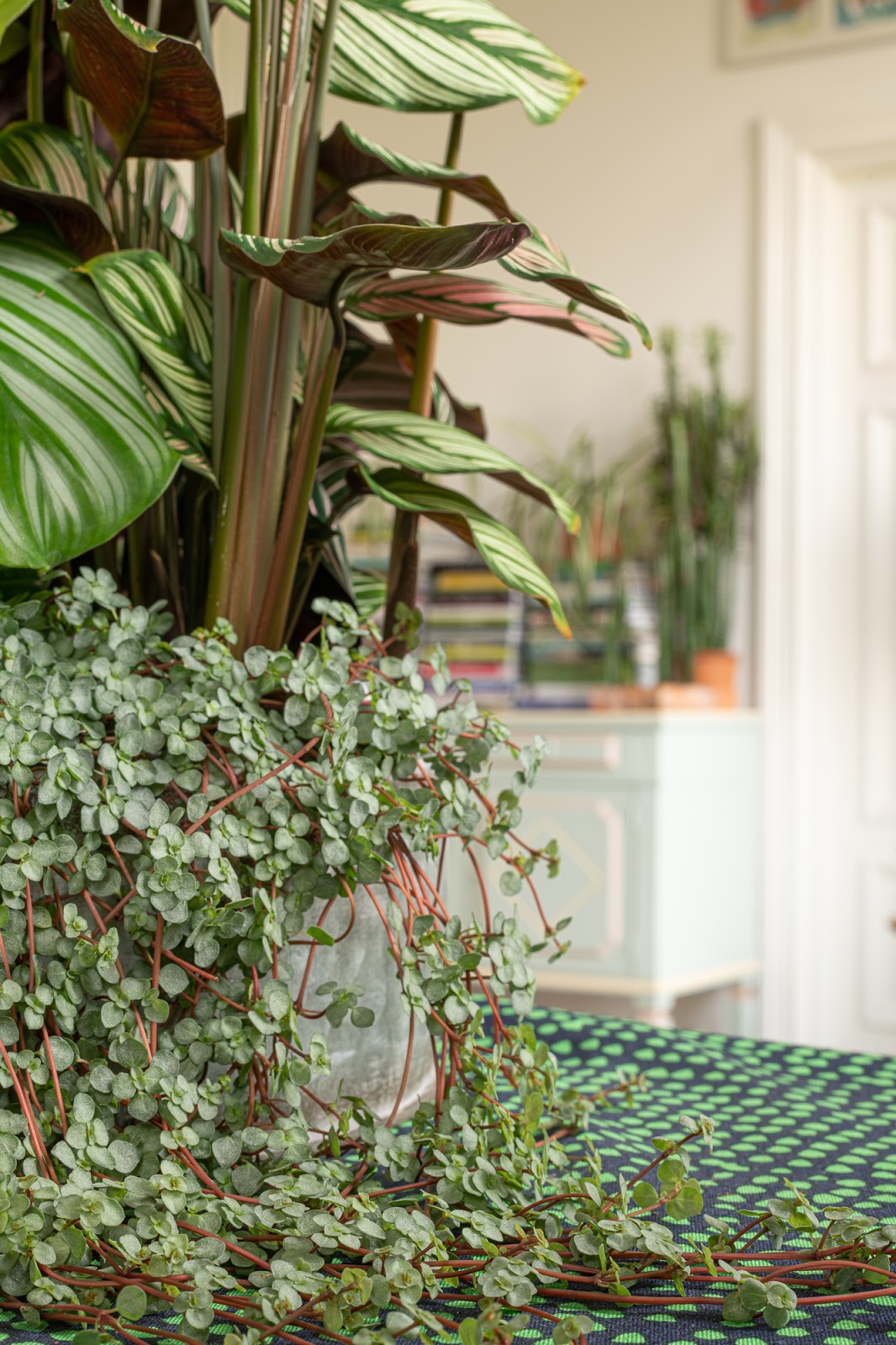 HERNEPENSASKUJANNE: Viherkasvit luovat mukavan kotoisaa tunnelmaa