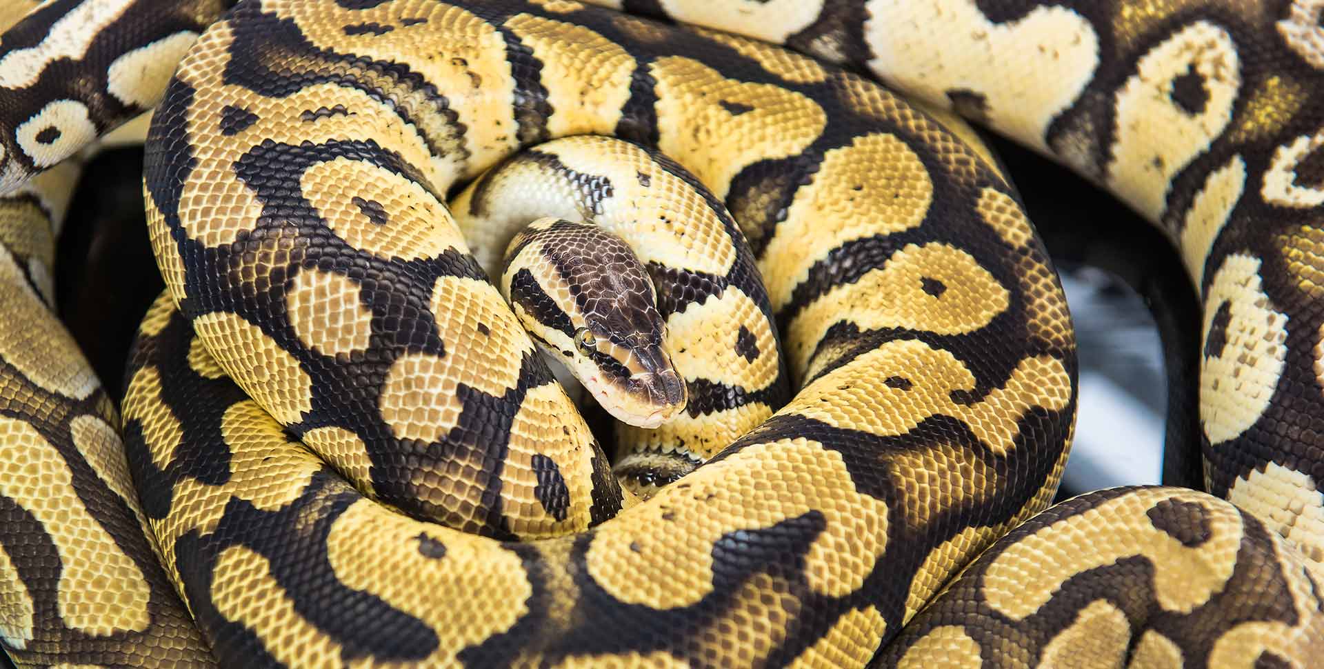 Pitones Como Nacen at Jai Smeaton blog