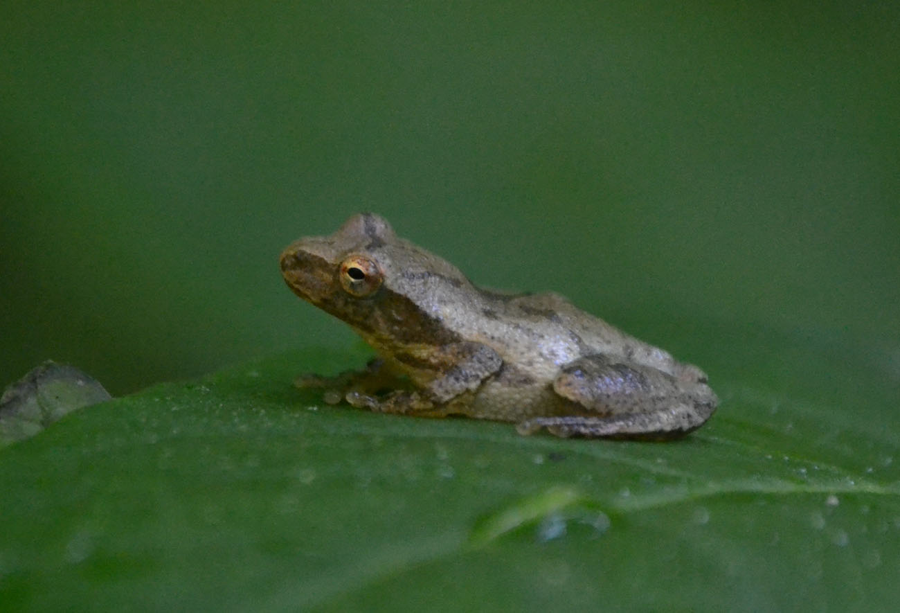 Woods Walks and Wildlife: Another Peeper, and a Vole Reaches Its End
