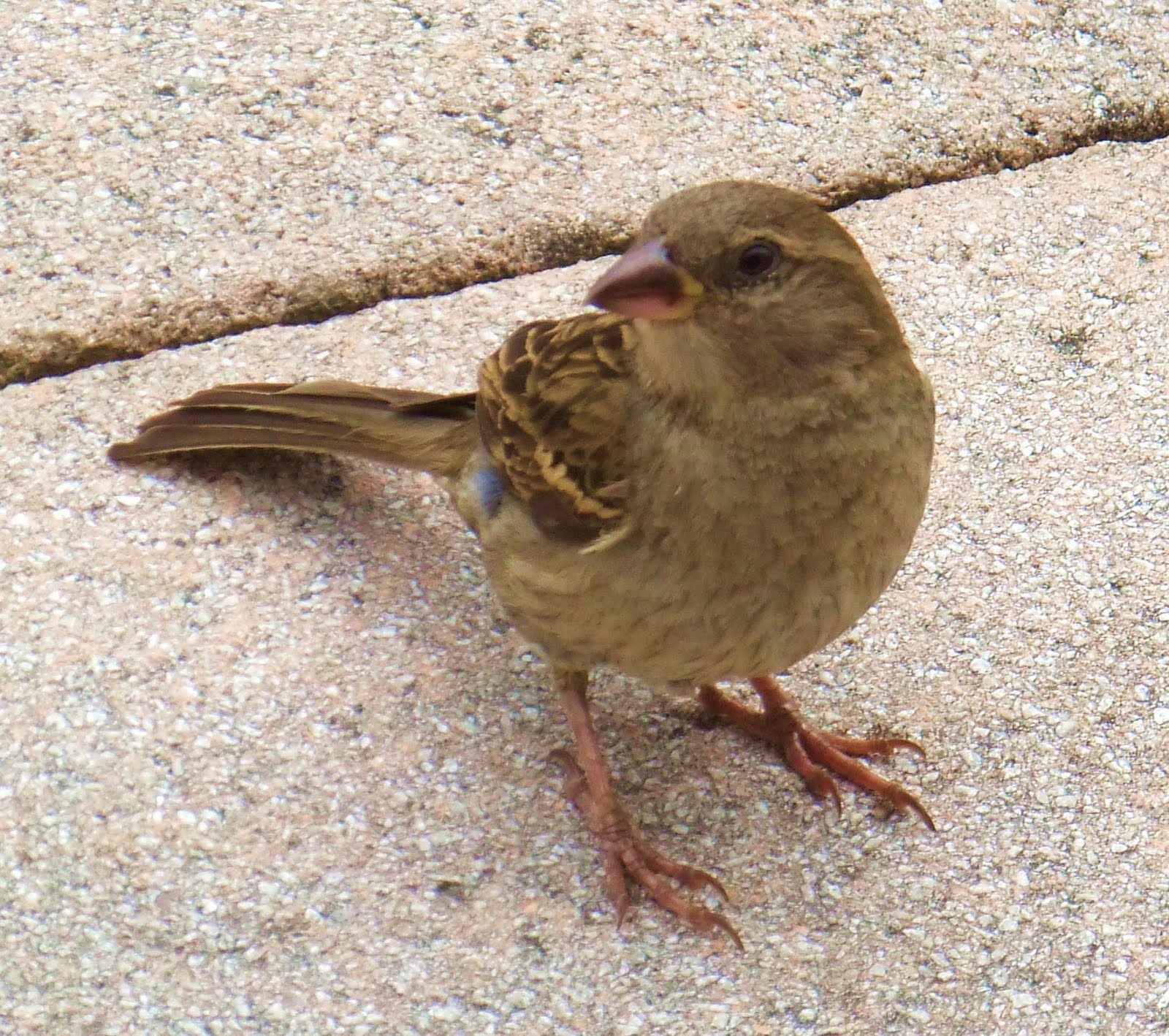 Între vis si realitate 2: Miercurea fara cuvinte 31 - Vrabii