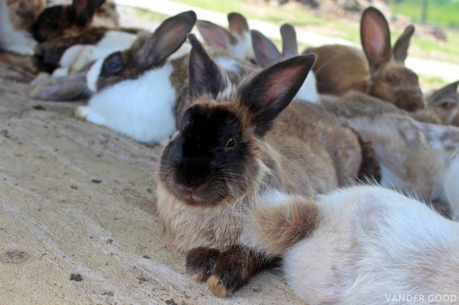 Melawat arnab-arnab yang comel di Arnab Village, Ranau, Sabah | VANDER GOOD