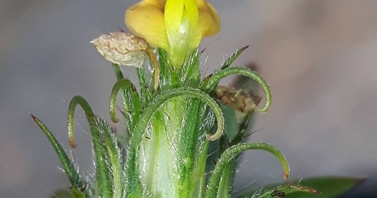 Fabaceae - Leguminosae no Brasil: Fabaceae - Stylosanthes humilis Kunth ...